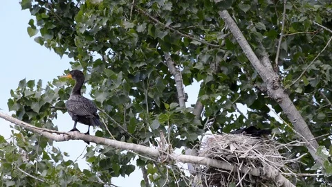 Bird Poop Video Stock Videos – Royalty-Free HD & 4K Videos | Pond5