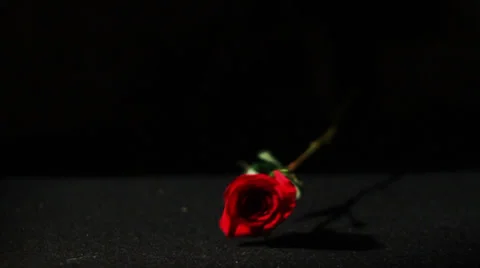 Roses Falling Stock Videos – Royalty-Free HD & 4K Videos