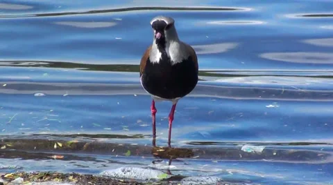 Legs Long Stock Videos – Royalty-Free HD & 4K Videos | Page 3