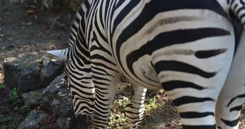 1 a beautiful black and white zebra eats... | Stock Video | Pond5