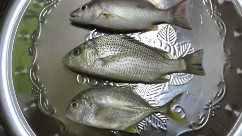 on 1 kilo Fresh Fish Class A Fish Red Sn... | Stock Video | Pond5