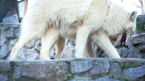 Wolf Fight Stock Video Footage | Royalty Free Wolf Fight Videos | Pond5