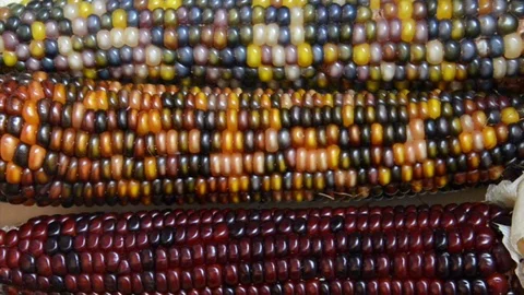 Indian Panu Video Stock Videos – Royalty-Free HD & 4K Videos