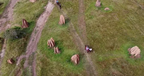 1000 musamus, rows of ant palaces are th... | Stock Video | Pond5