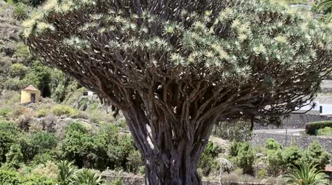 1000 Year Old Dragon Tree | Stock Video | Pond5