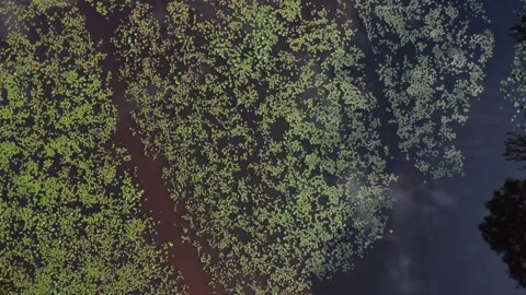100ft top down lily pads panning to hori... | Stock Video | Pond5