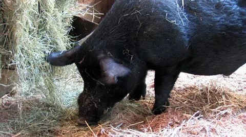 Pigs Eating Slop Stock Video Footage | Royalty Free Pigs Eating Slop ...