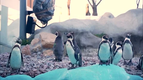 Group Eleven Stock Videos – Royalty-Free HD & 4K Videos | Pond5