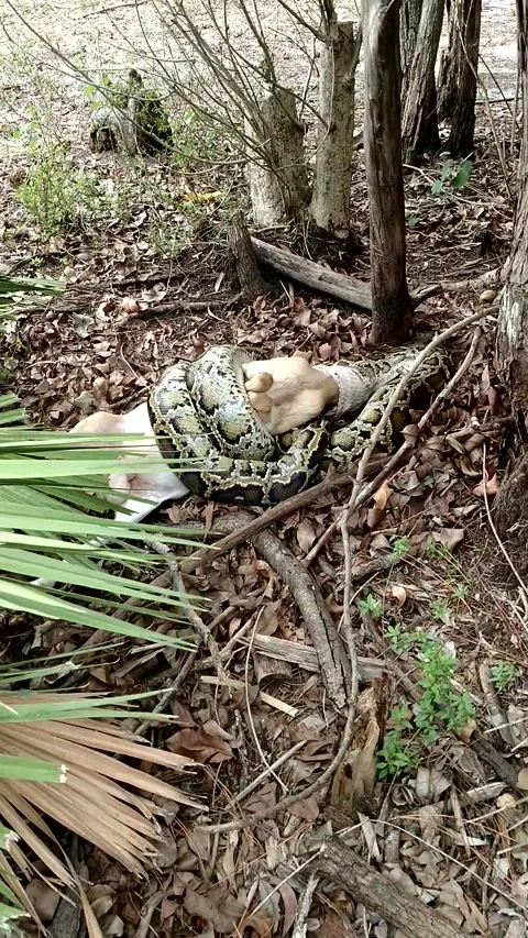 Grandpa Stock Footage ~ Royalty Free Stock Videos | Page 8