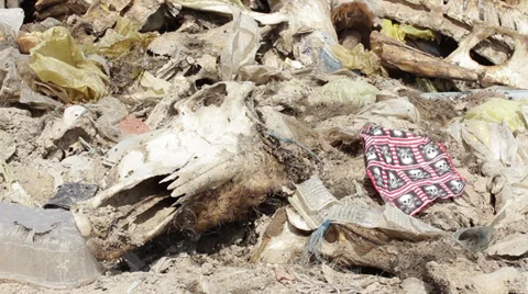 1/4 Midges landing on the skull of dead ... | Stock Video | Pond5