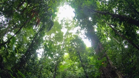 14 Trees Rainforest Jungle Rain Forest D... | Stock Video | Pond5