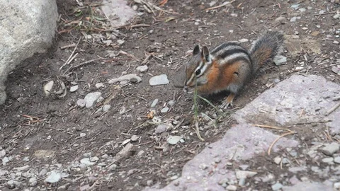 17% slow motion side view of a chipmunk ... | Stock Video | Pond5