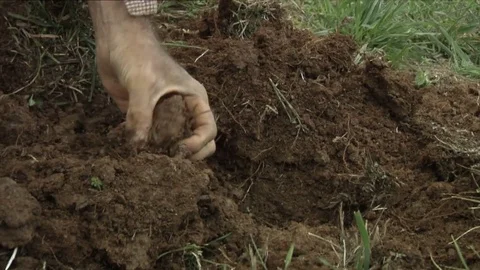 1800s Gold Miners digging in the dirt wi... | Stock Video | Pond5