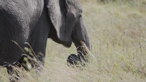 Shooing Motion Stock Video Footage | Royalty Free Shooing Motion Videos ...