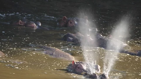 Pool Stock Video Footage | Royalty Free Pool Videos | Pond5