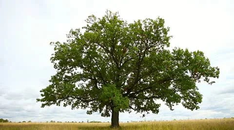 1920x1080 video - one big old oak tree | Stock Video | Pond5