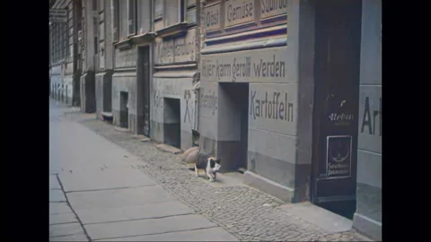 1927 Berlin - cat walking on a street in... | Stock Video | Pond5