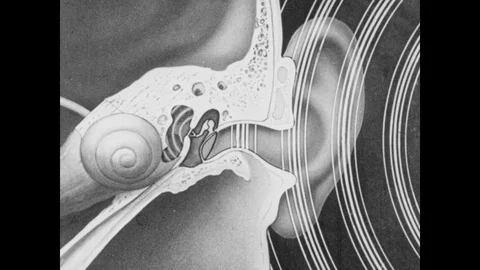 Ear Stock Video Footage | Royalty Free Ear Videos | Pond5