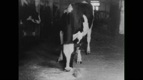 1930s: Rabbit running into a barn. Cow i... | Stock Video | Pond5