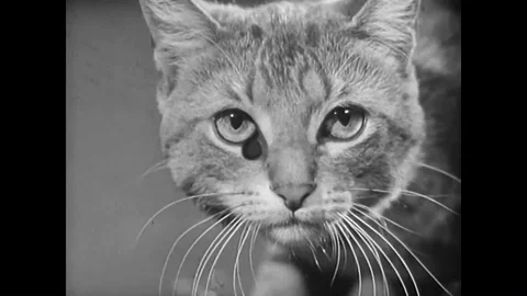 Picture By Pitch Stock Videos – Royalty-Free HD & 4K Videos