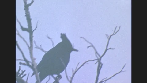 1940s: Bird in dead tree. Bird in bush. ... | Stock Video | Pond5