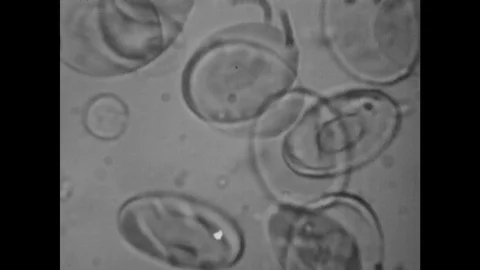 1940s: Blood cells. | Stock Video | Pond5