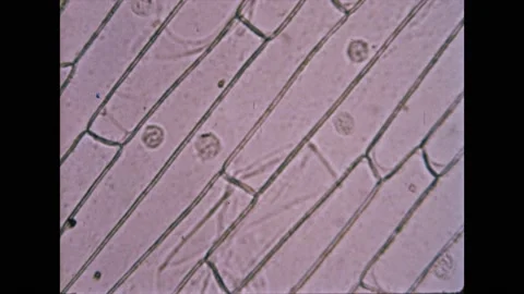 1940s: Cells under light microscope. Boy... | Stock Video | Pond5
