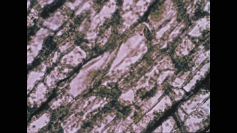 1940s: Cells under light microscope, cyt... | Stock Video | Pond5