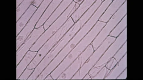 1940s: Cells under light microscope. La... | Stock Video | Pond5