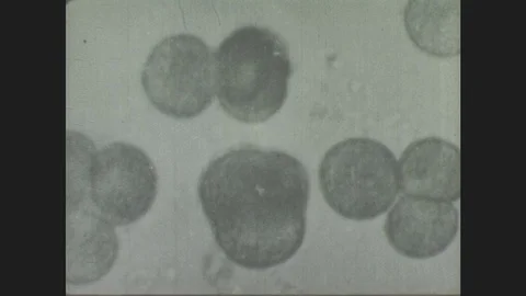 Cells Under Microscope Stock Footage ~ Royalty Free Stock Videos | Pond5
