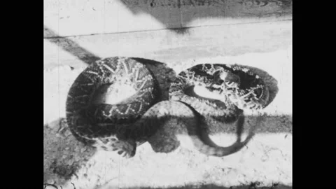 1940s: A couple of snakes, Zookeeper hol... | Stock Video | Pond5