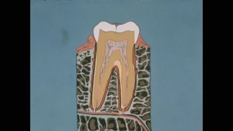 1940s: Cross section of tooth shows form... | Stock Video | Pond5