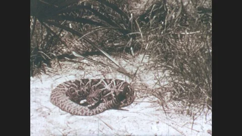 Walk Past Feet Stock Videos – Royalty-Free HD & 4K Videos