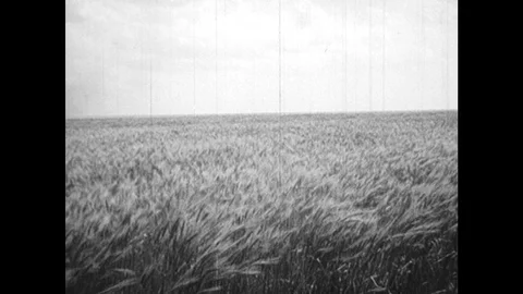 1940s: fields of grass waving in wind | Stock Video | Pond5