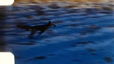 1940s Fox being released for fox hunt. V... | Stock Video | Pond5
