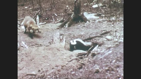 Skunk Spray Stock Videos – Royalty-Free HD & 4K Videos