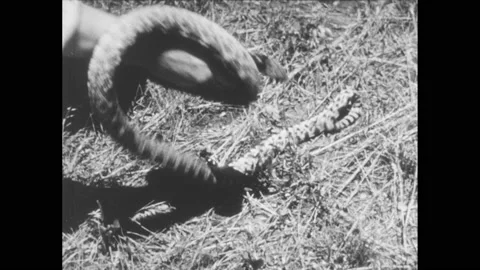 Man Boy Snake Stock Videos – Royalty-Free HD & 4K Videos