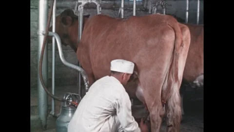 Cow Tipper Stock Footage ~ Royalty Free Stock Videos | Pond5