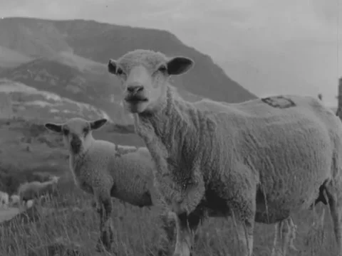 1940s: MS sheep, one turns and walks awa... | Stock Video | Pond5