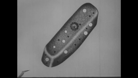 1940s: Parts of cell drawing are labeled... | Stock Video | Pond5