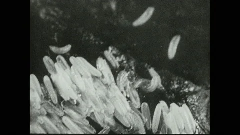 Man Screwing Sheep Stock Videos – Royalty-Free HD & 4K Videos | Pond5