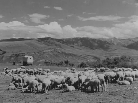 1940s: Sheep graze with covered wagon in... | Stock Video | Pond5