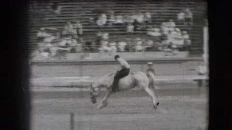 Lurcher Stock Footage ~ Royalty Free Stock Videos | Pond5