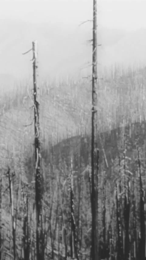 Cut Trees Forest Stock Videos – Royalty-Free HD & 4K Videos | Pond5