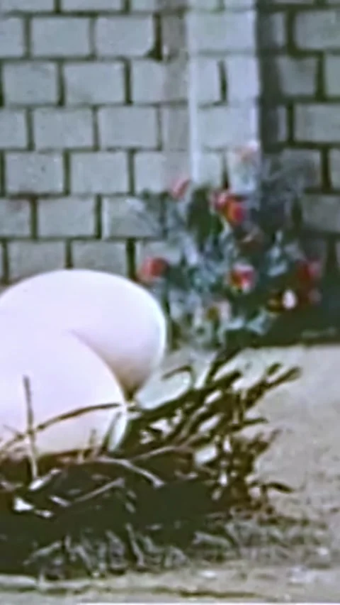 1946 - In this Ray Harryhausen stop-moti... | Stock Video | Pond5