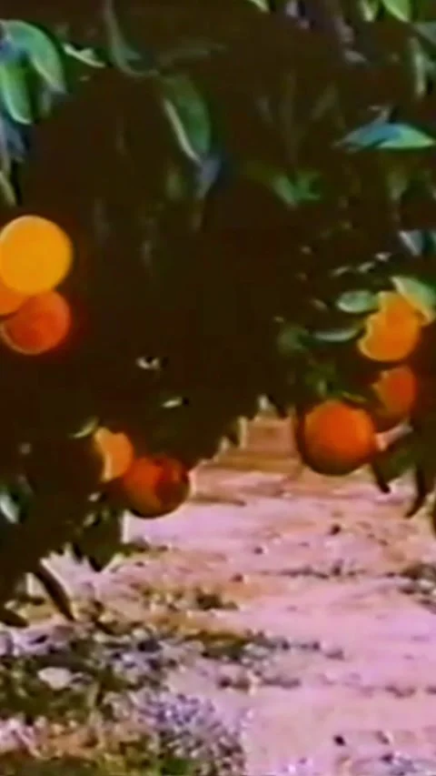 1948 - In this animated film, an orange ... | Stock Video | Pond5