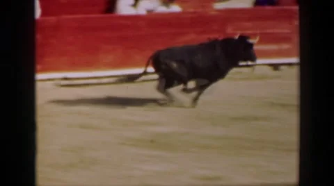 1948: Bull animal charging man behind wa... | Stock Video | Pond5