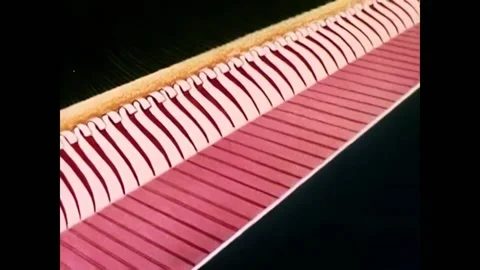 1949 - Partial animation is used to show... | Stock Video | Pond5