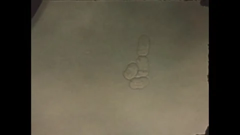 1950s: Animation: two bacteria divide in... | Stock Video | Pond5