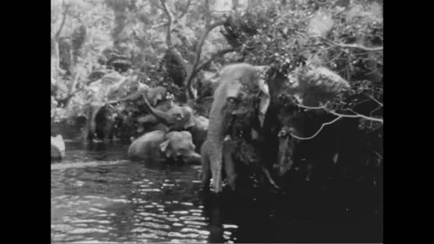 1950s: Animatronic animals come alive ne... | Stock Video | Pond5